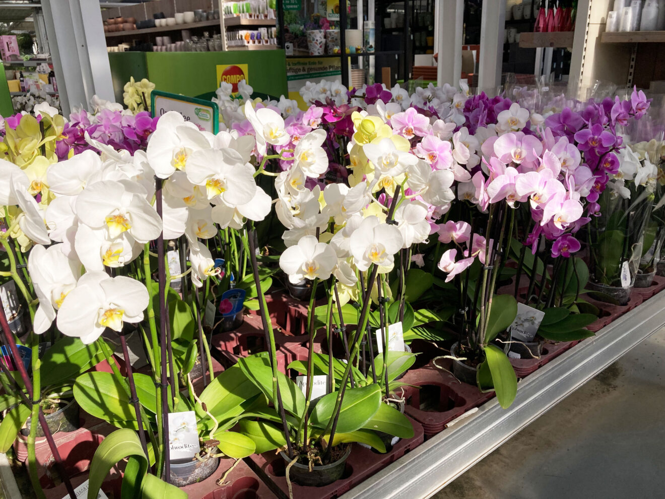 Zimmerpflanzen · Erstes Aachener Gartencenter